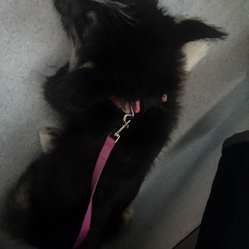 Собака сломака