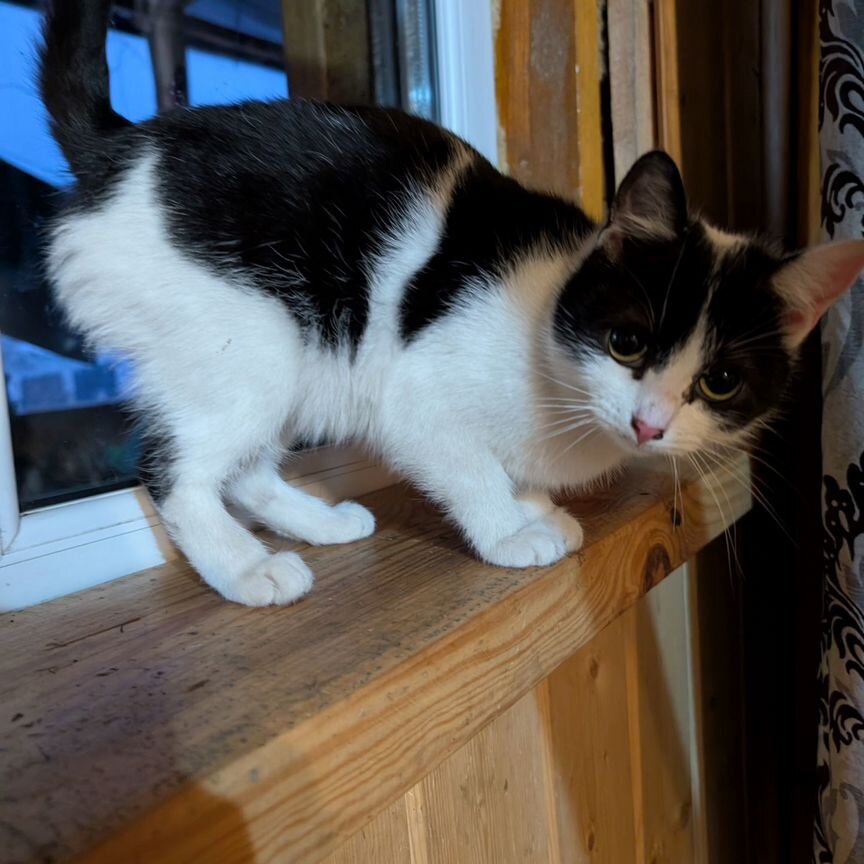 Котики ищут добрые руки Бесплатно