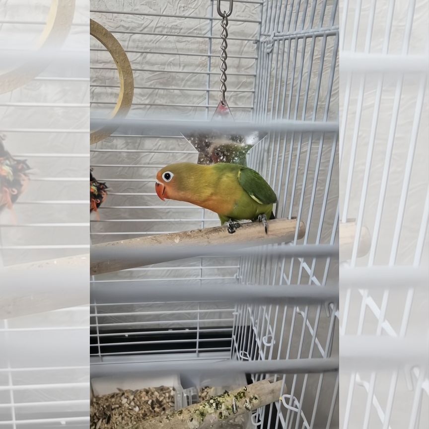 Попугай неразлучники москва