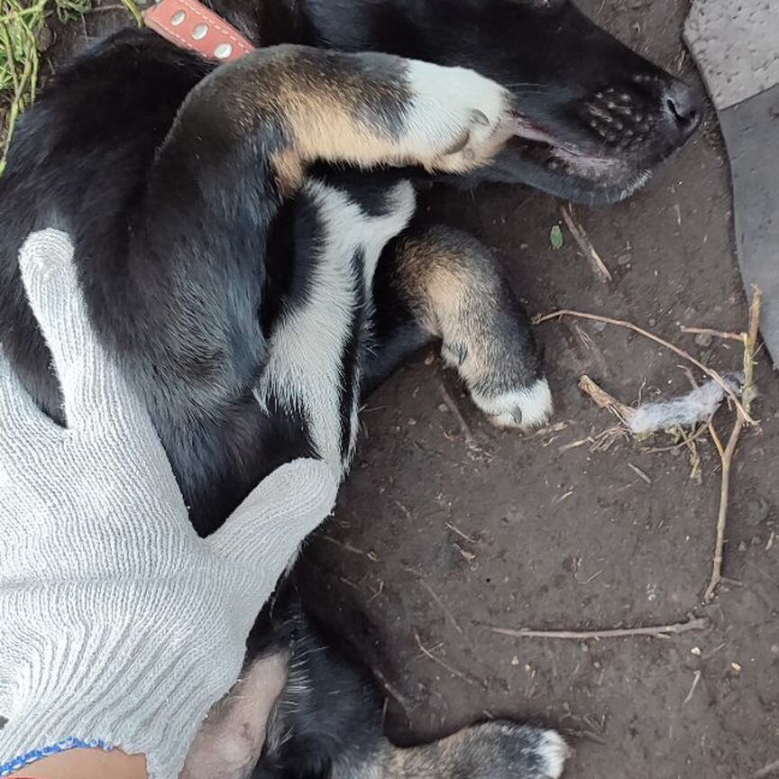 Отдам щенка в добрые руки