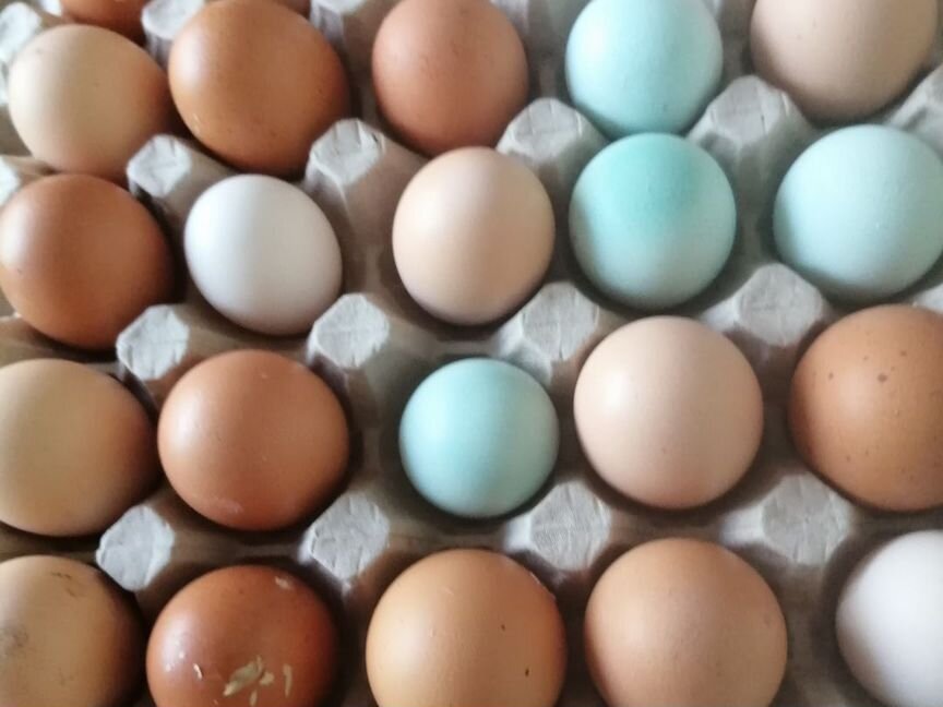 Цыплята легбара