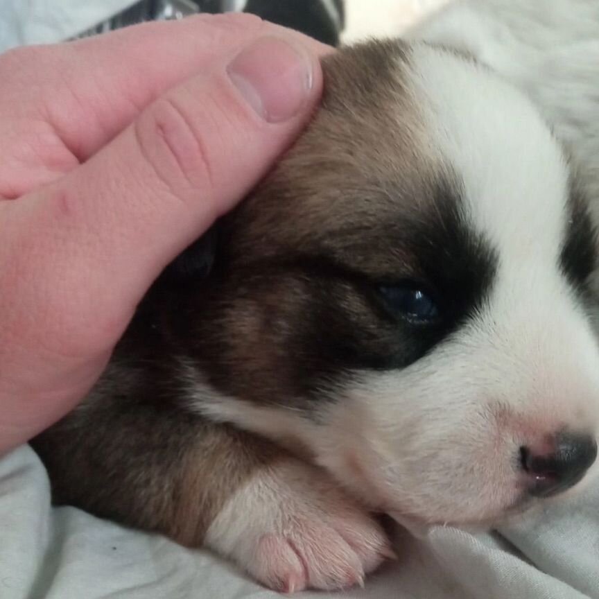 Щенок хаски бесплатно