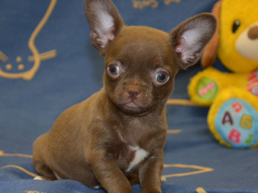 Чишка малышка