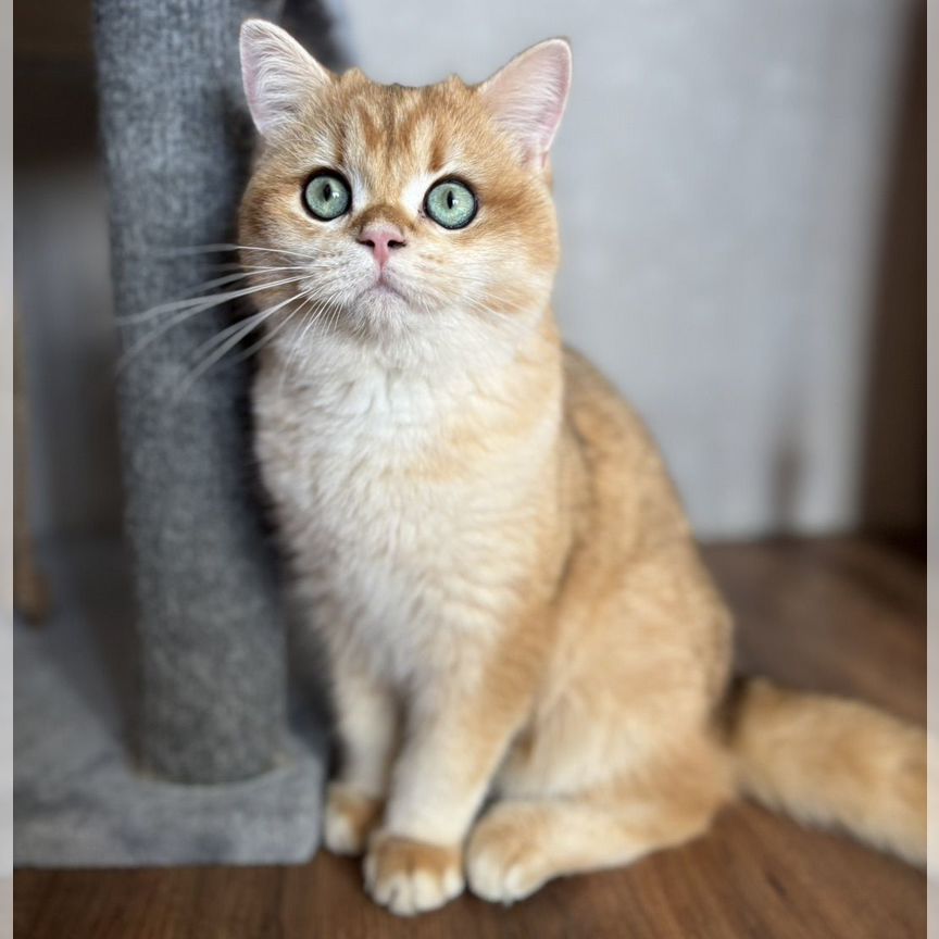 Британский короткошёрстный котёнок