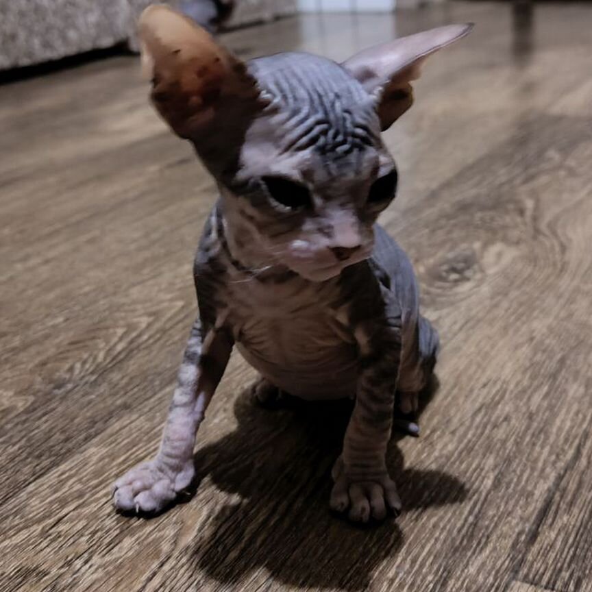 Донской сфинкс котёнок