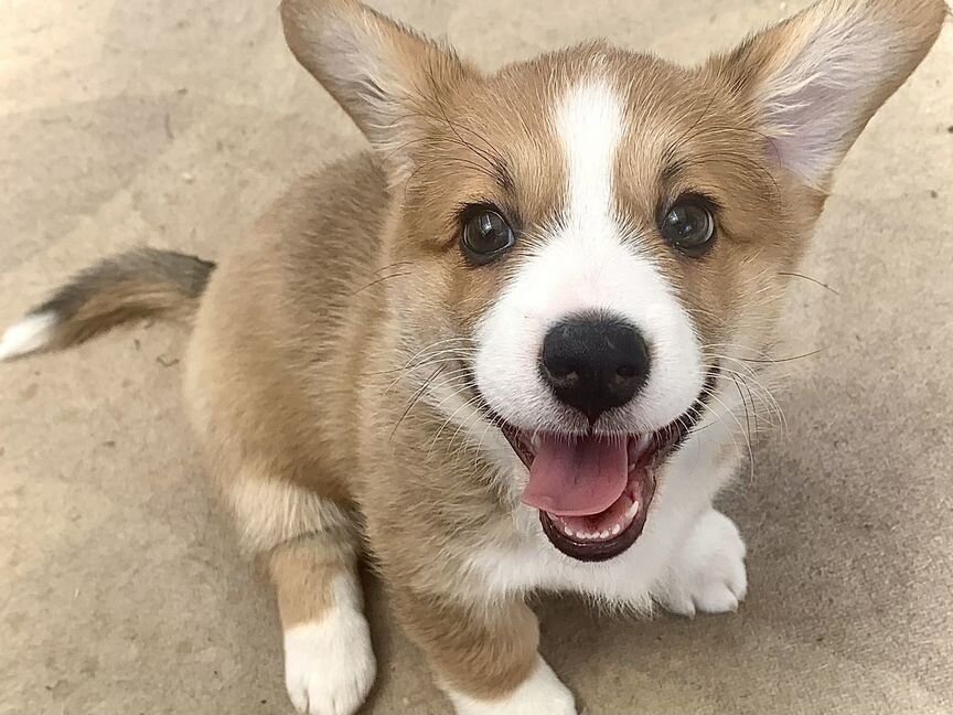 Щенки вельш-корги пемброк