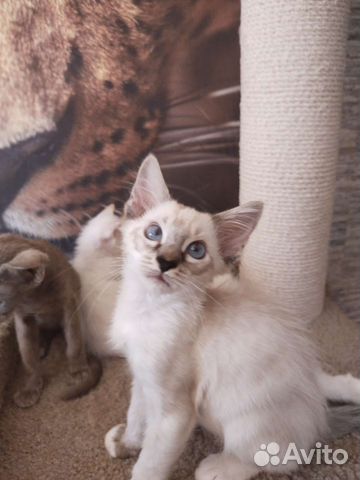 Котята