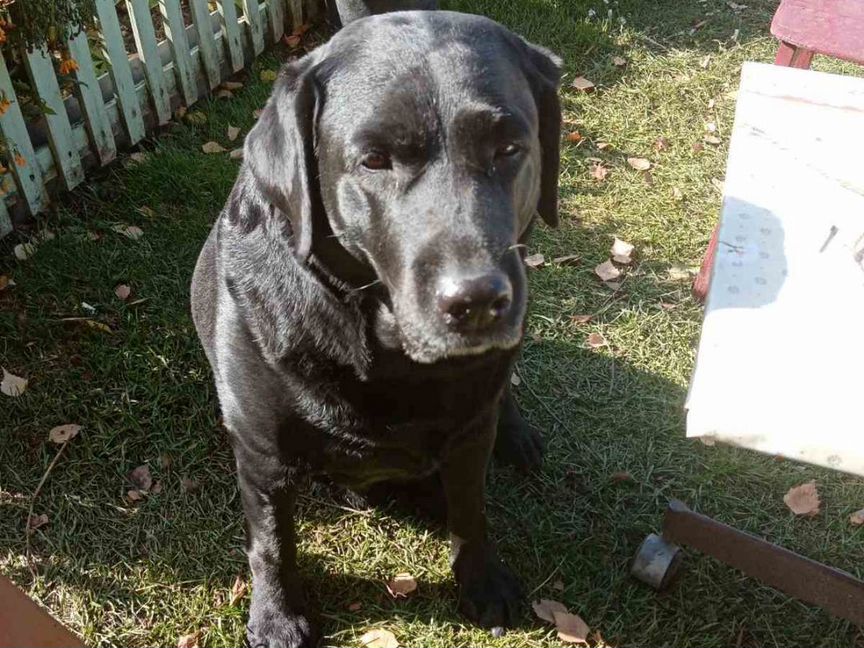 Отдам Лабрадора девочку 5 лет стерилизована