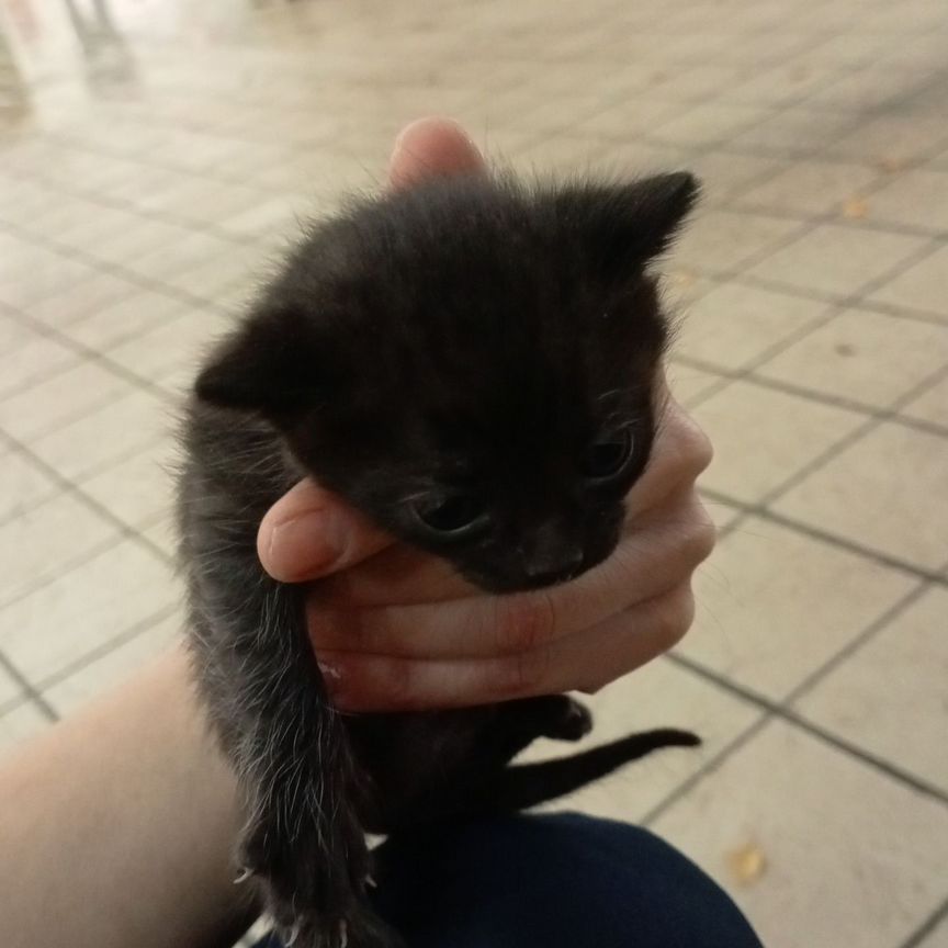 Заберите котят