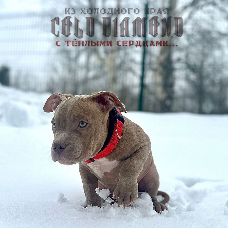 Американский Булли щенок покет