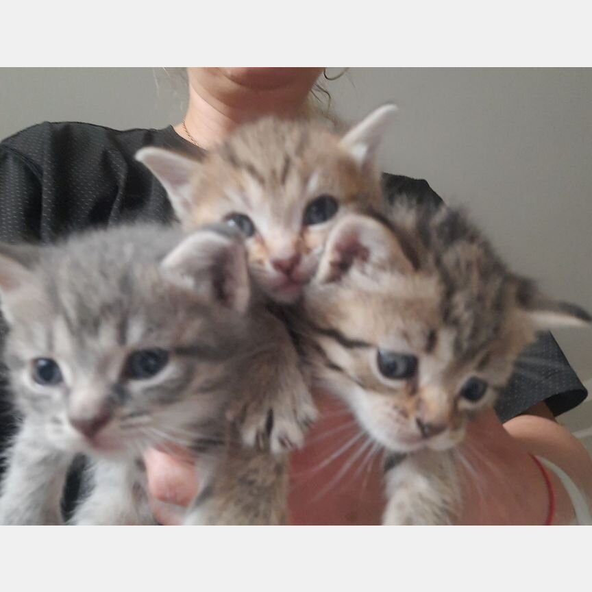 Британские котята