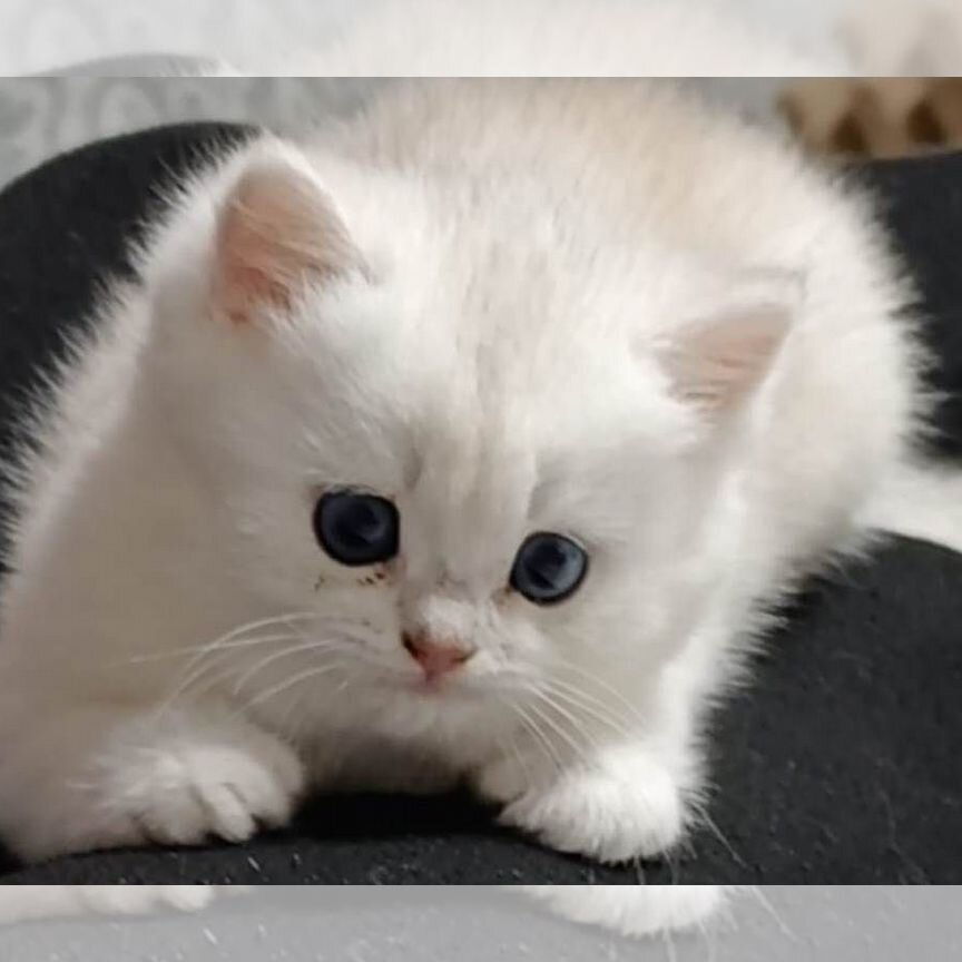 Британский короткошёрстный котёнок