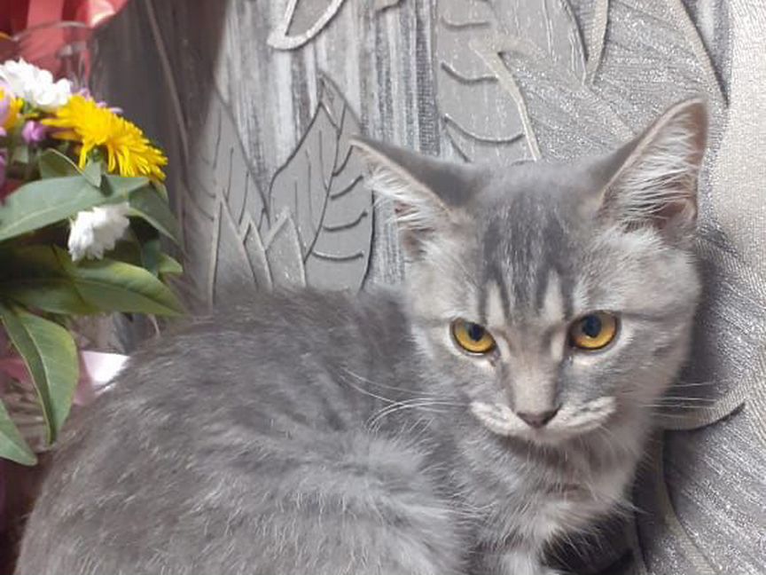 Котёнок Хильда
