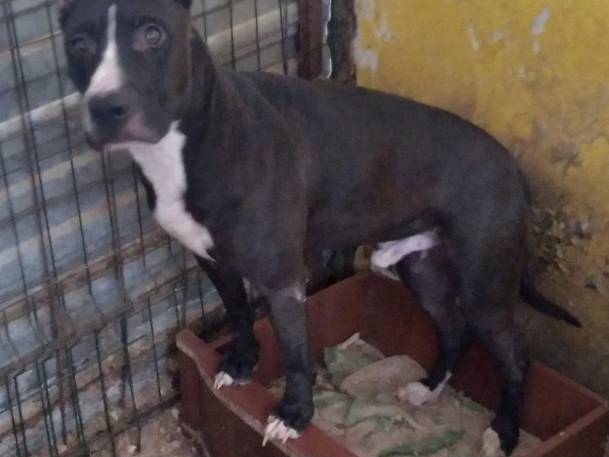 Кобель стаффа в хорошую семью бесплатно