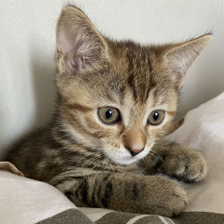 Шотландский котенок девочка