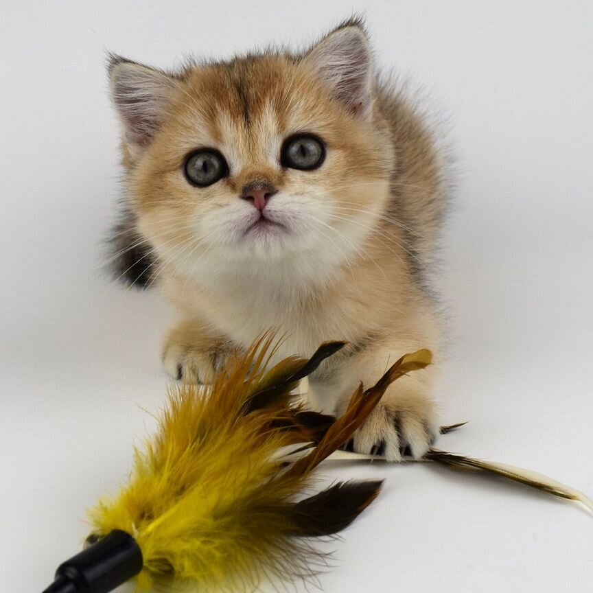 Британский короткошёрстный котёнок