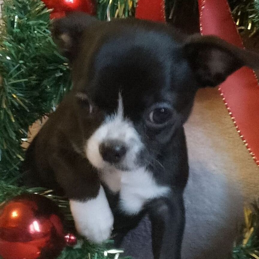 Чихуахуа очаровательные Девочки