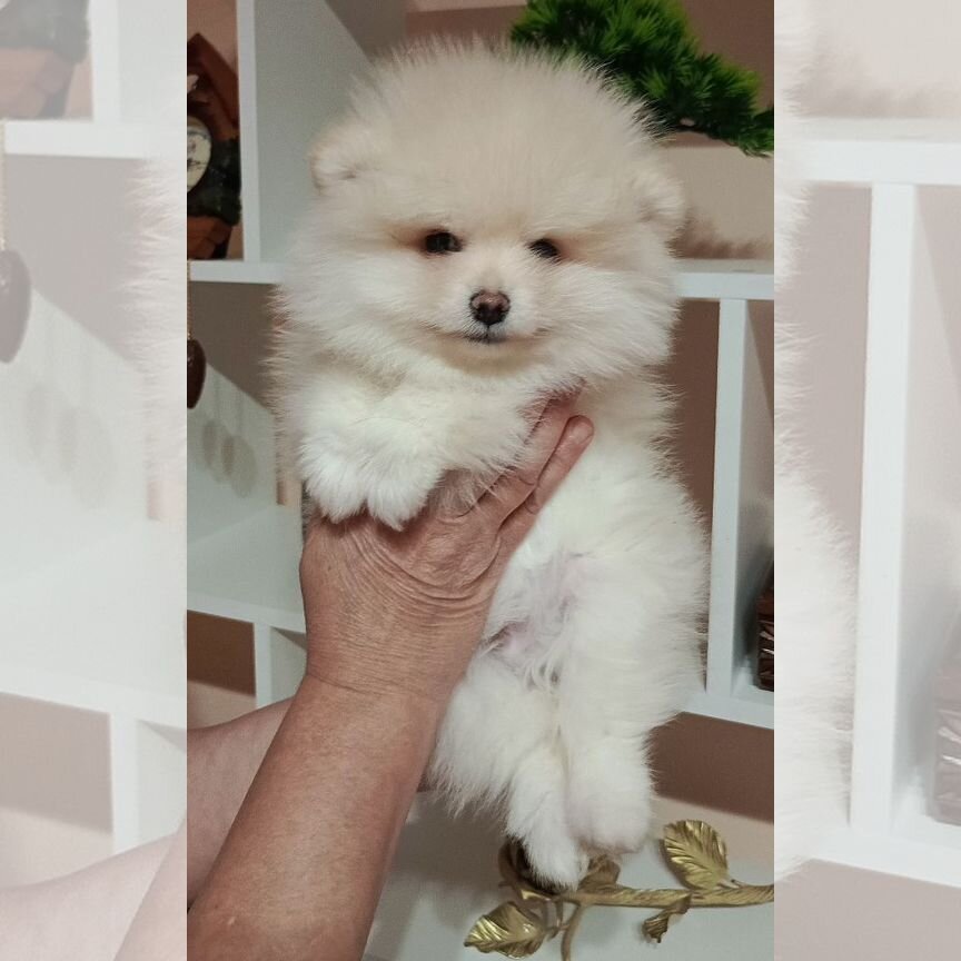 Немецкий шпиц, щенок