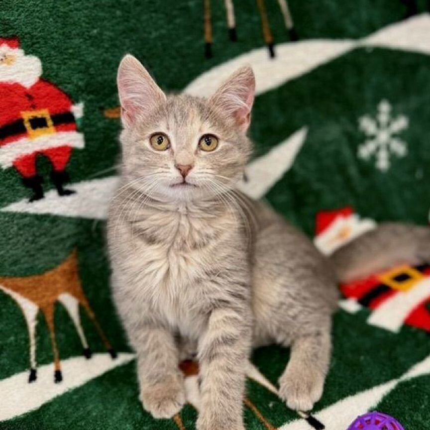 Котенок 3 месяца девочка