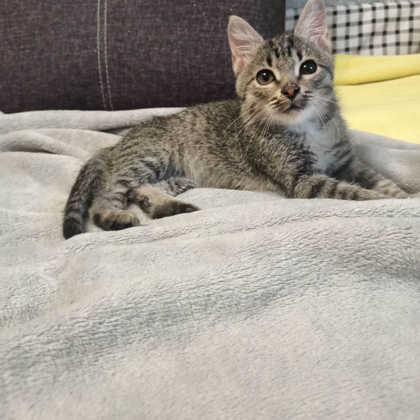 Котенок особенный серый полосатик