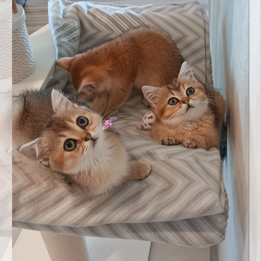 Котята