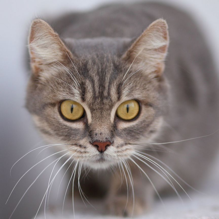 Кошка, Мила ищет дом, 1,5 года