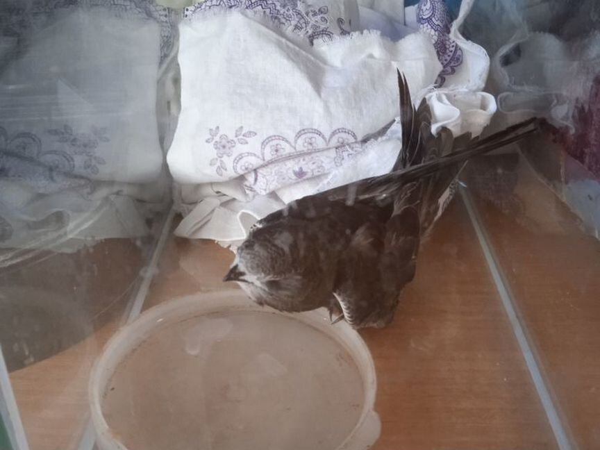 Отдам стрижа