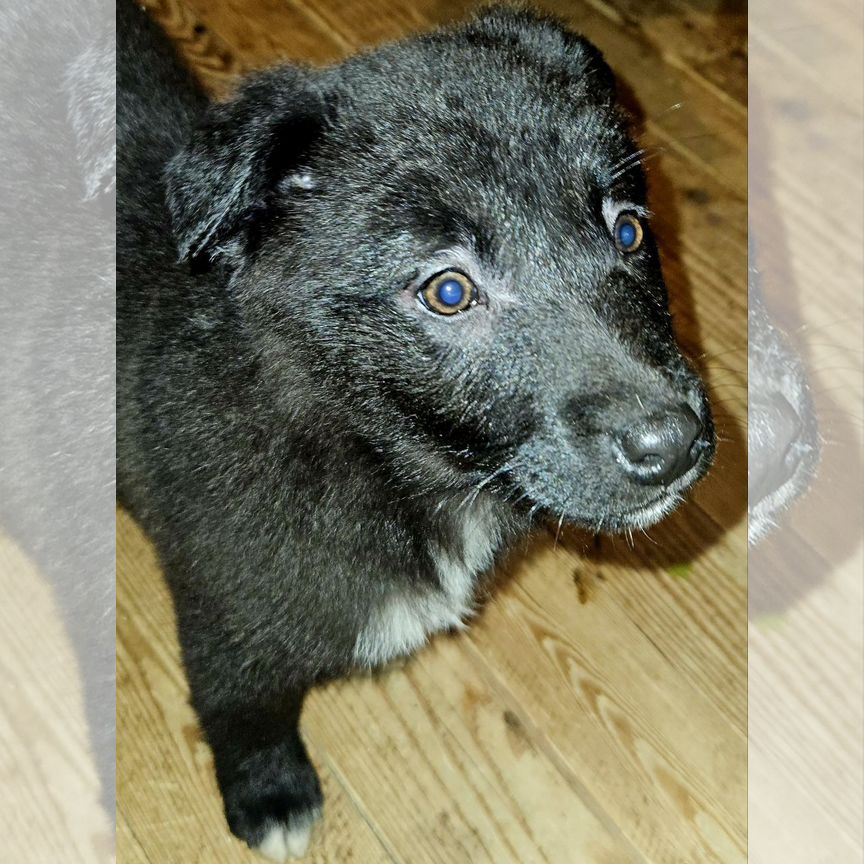 Щенок в добрые руки