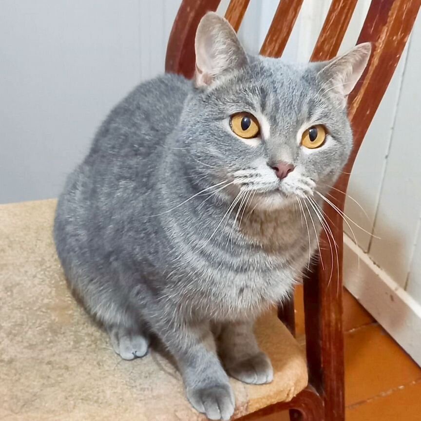 Котик Бублик, ему 2 года