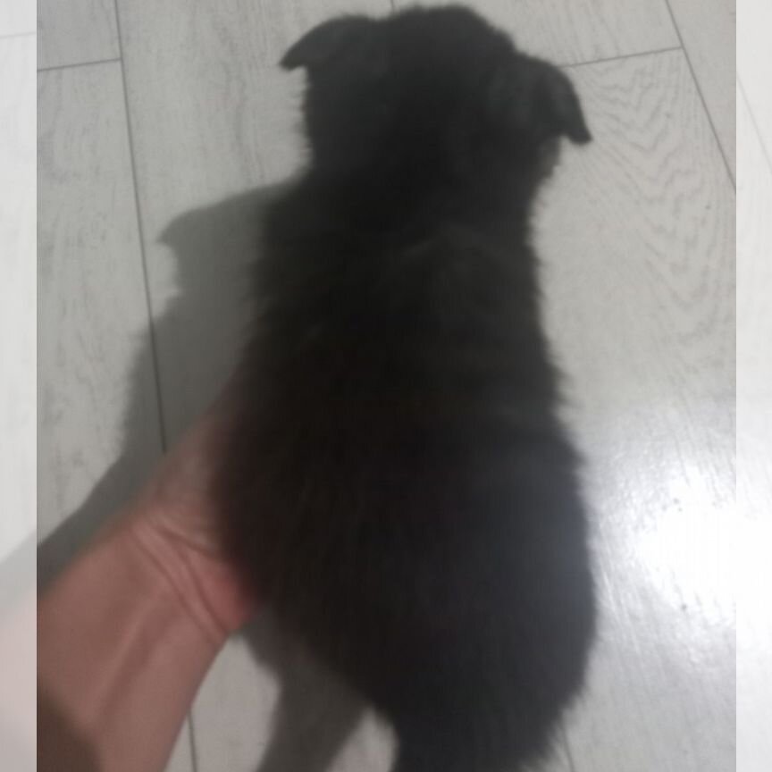 Шотландский вислоухий короткошёрстный котёнок