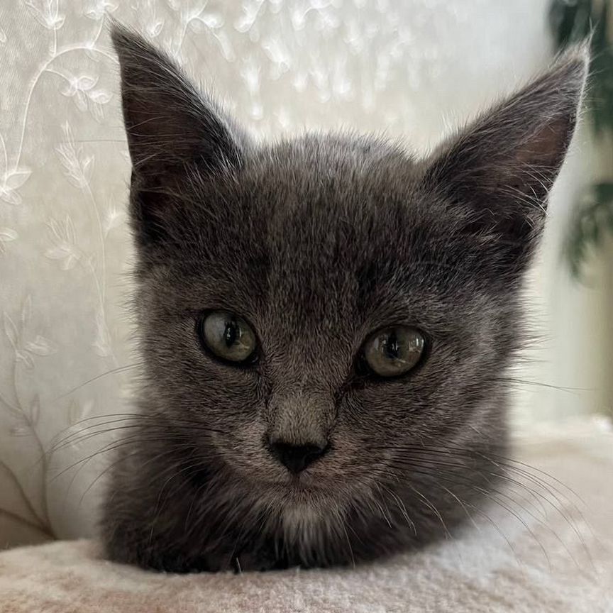 Котенок в добрые руки