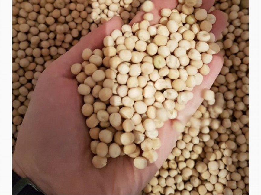 Горох, кукуруза, семечка