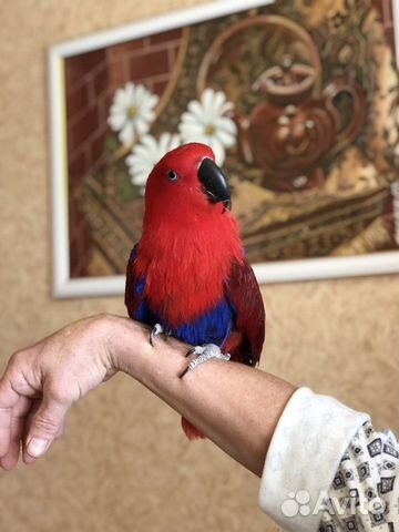 Попугай эклектус