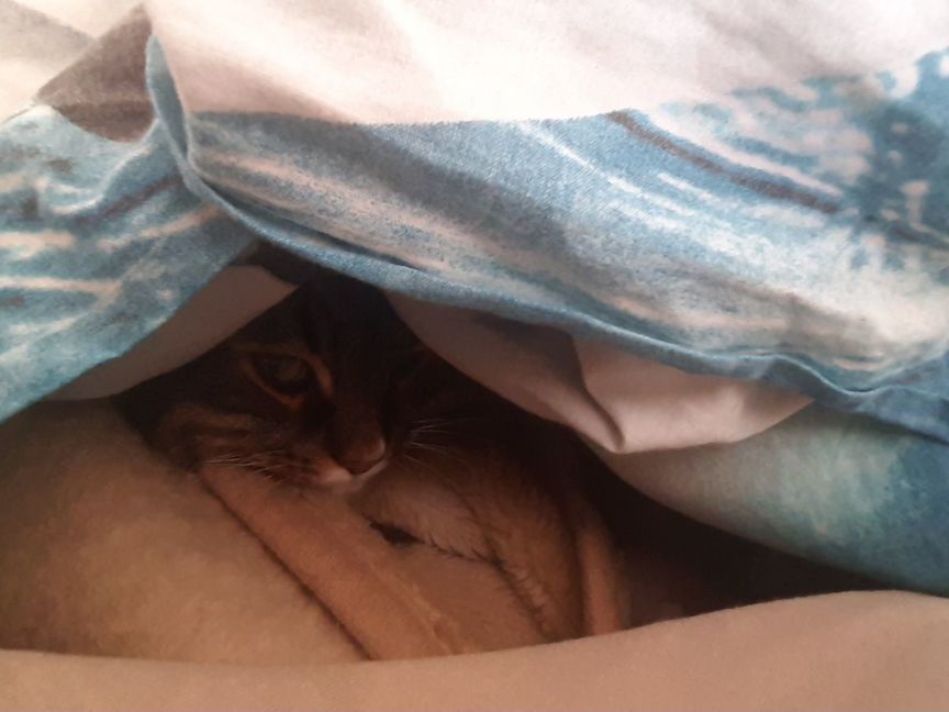 Кот super редкий