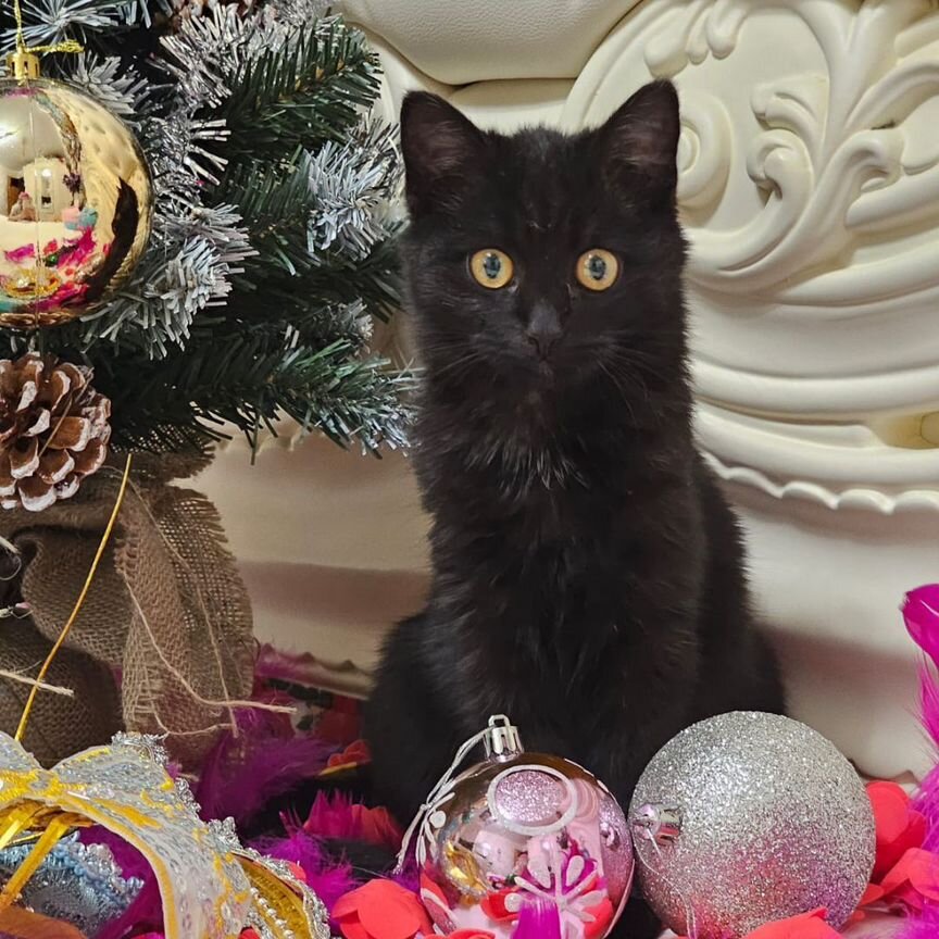 Черный котенок с острова Валаам