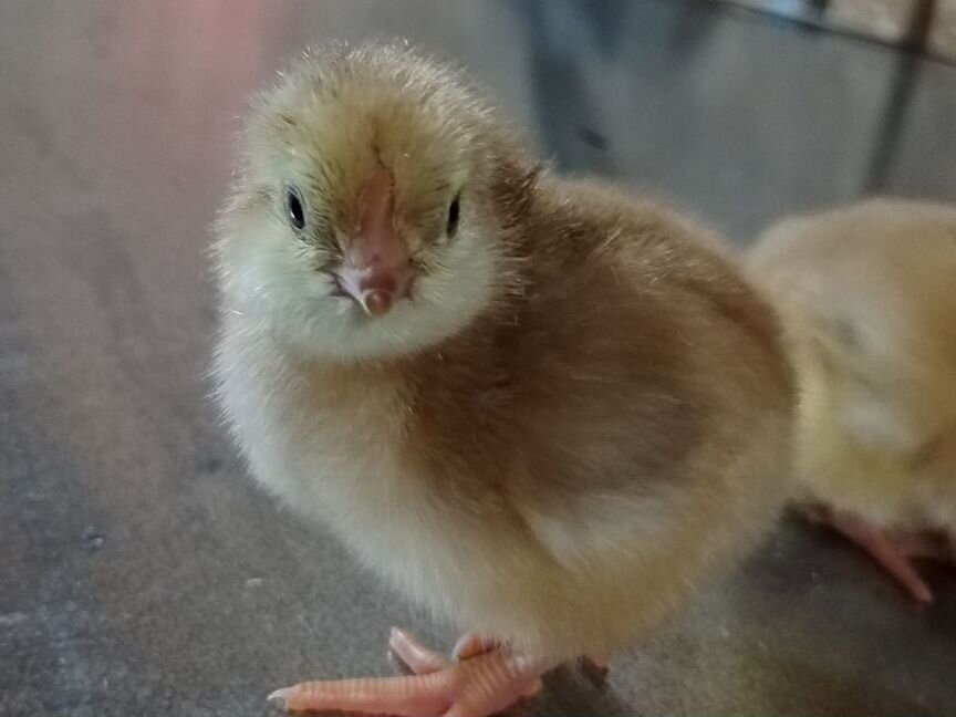 Цыпленок редбро суточные