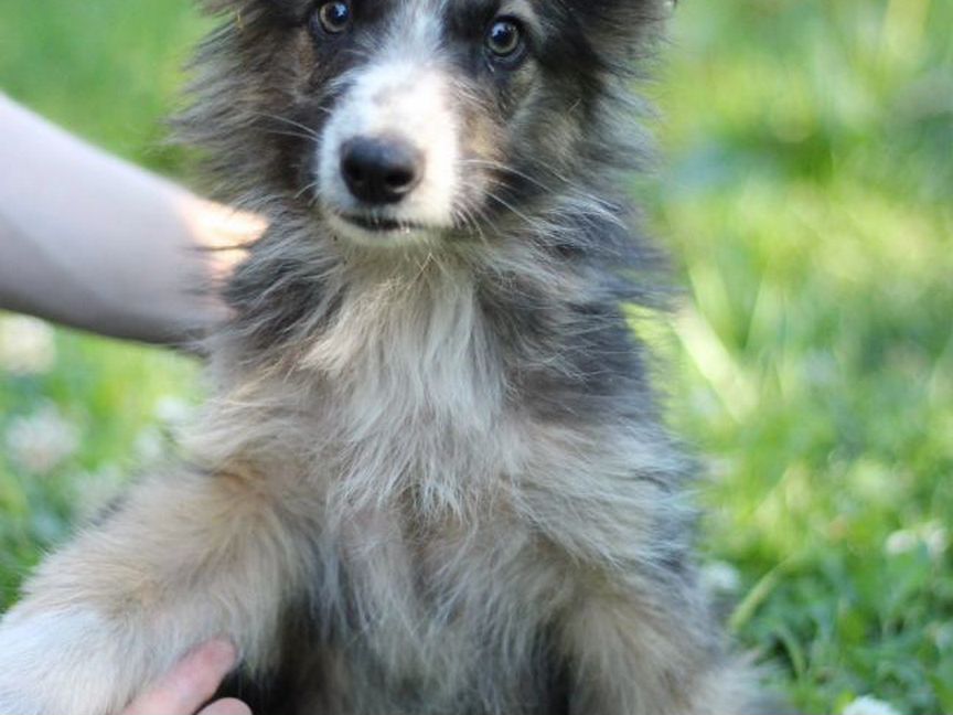 Щенки в добрые руки