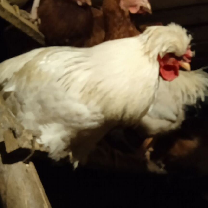 Продаю петуха, возможно торговля