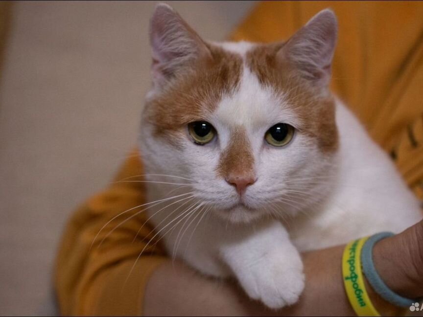 Супер ласковый котик Левон2 года ищет дом