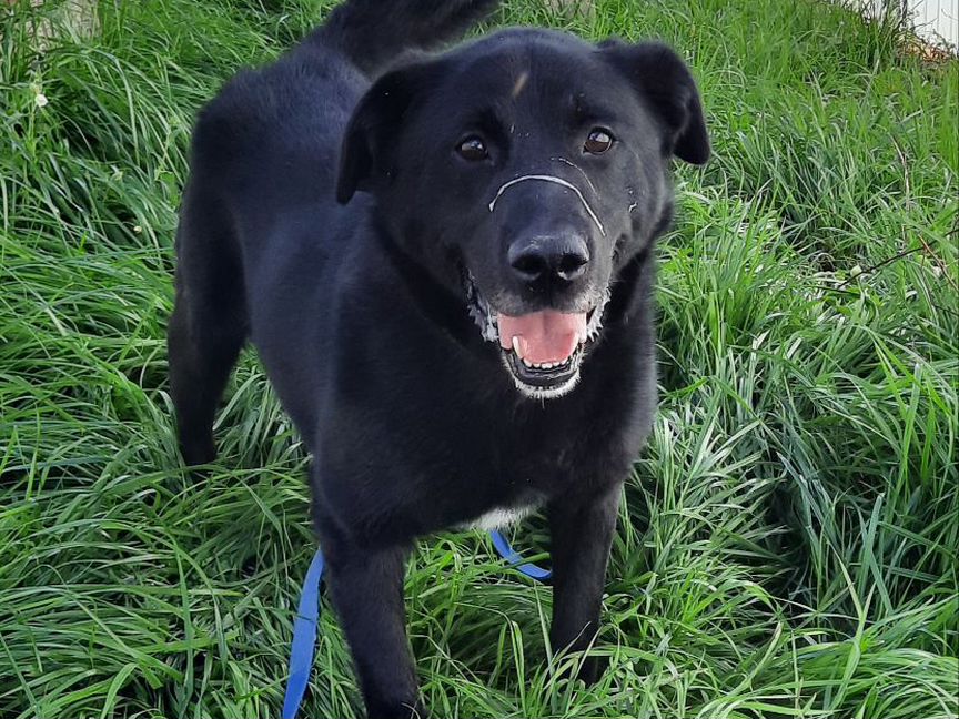 Лабрадор Лаврентий Палыч