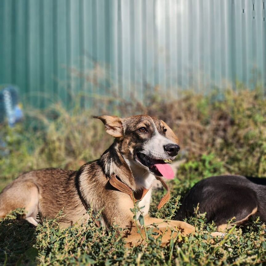 Собака в добрые руки отдам бесплатно