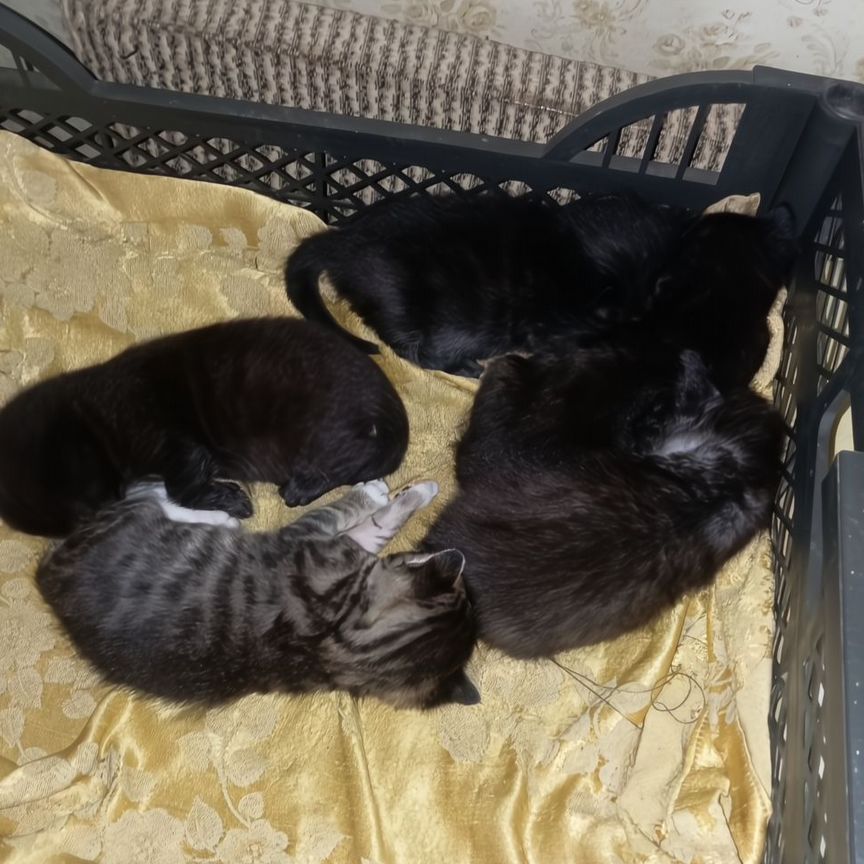 Котята от шотландской мамы 1,5мес