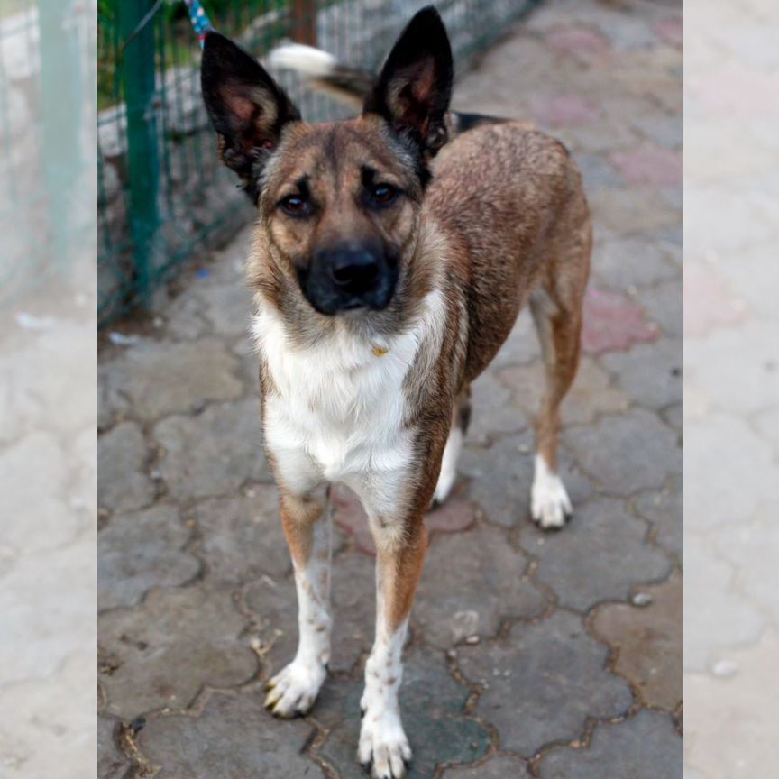 Талантливая Кнопа