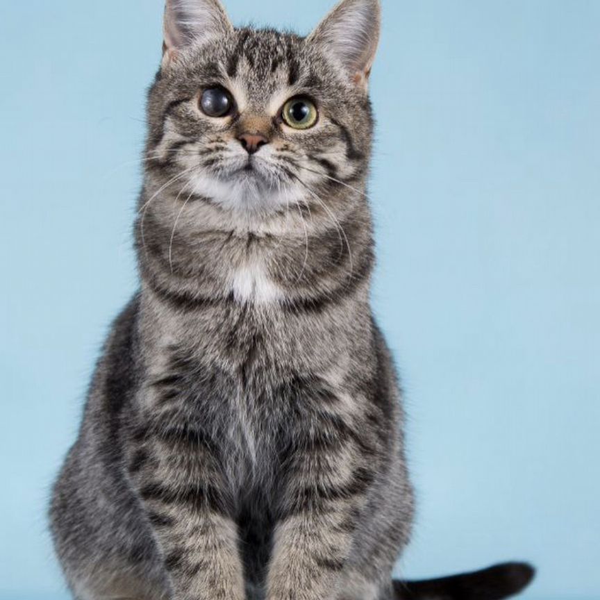 Котёнок девочка 6 мес