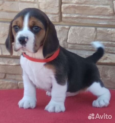 Красотка Молли