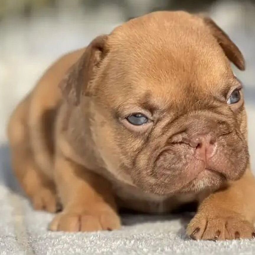 Французский бульдог, щенок