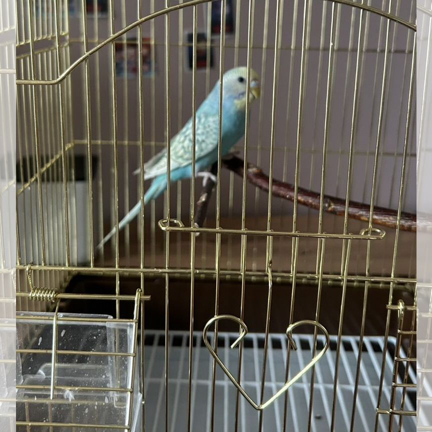 Волнистый попугай