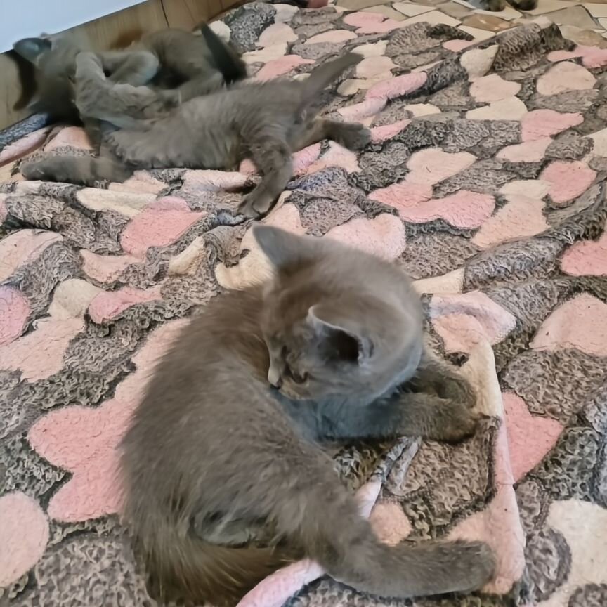 Котята