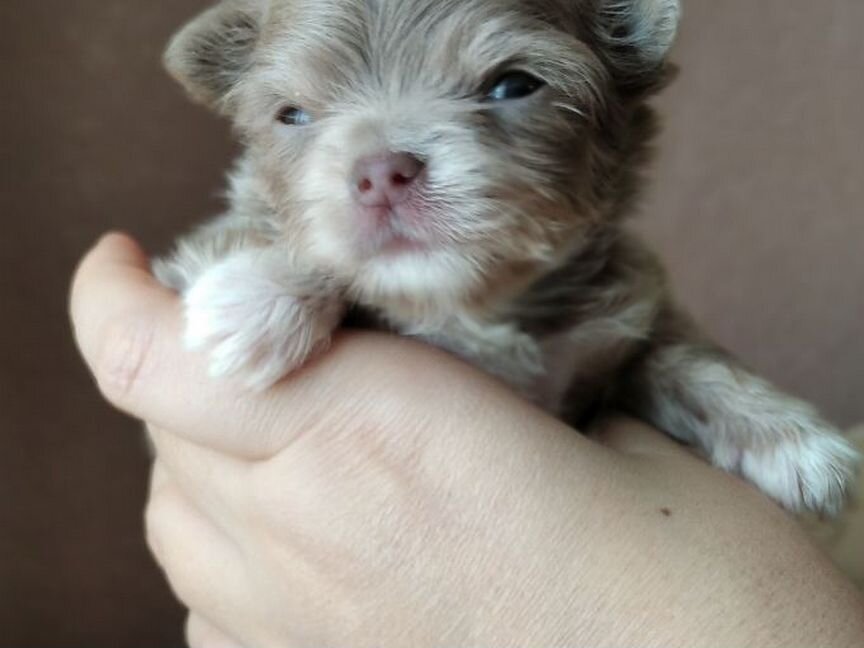 Чихуахуа щенок