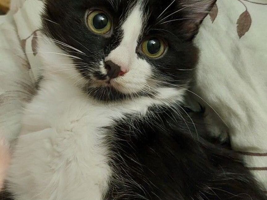 Котенок мальчик в добрые руки